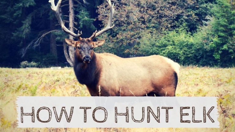 How to Hunt Elk in the Wild (Step-By-Step Guide) - OutdoorStack