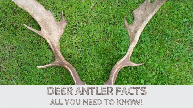 Deer Antler Facts - OutdoorStack