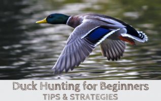 Everything You Need to Know About How to Bait Turkeys - OutdoorStack